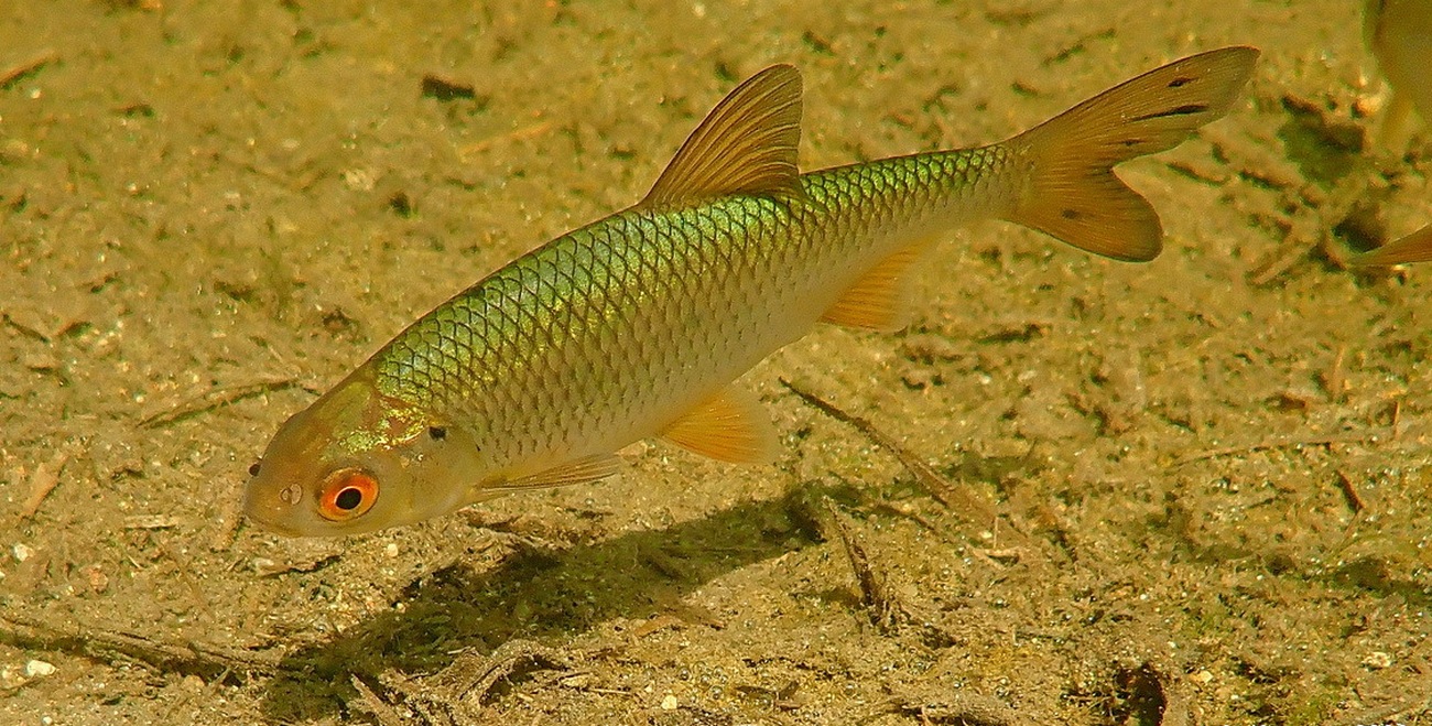 Rutilus rutilus (Linnaeus, 1758)